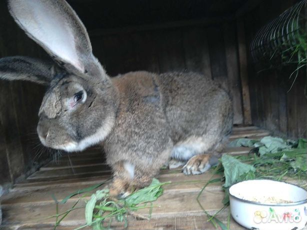 Кролик фландр ризен вязка