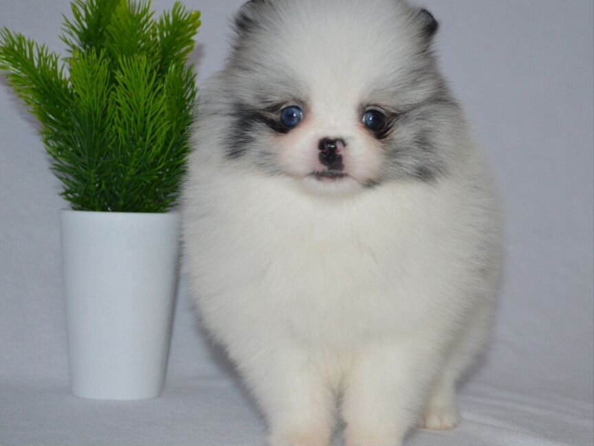 Супер детки шпица