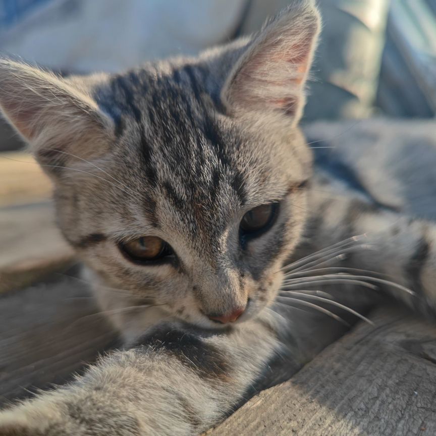 Котенок котейка котёнок котейка котёнок котейка