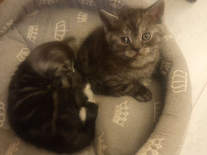 Шотландские прямоухие котята