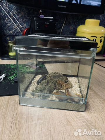 Мадагаскарские тараканы