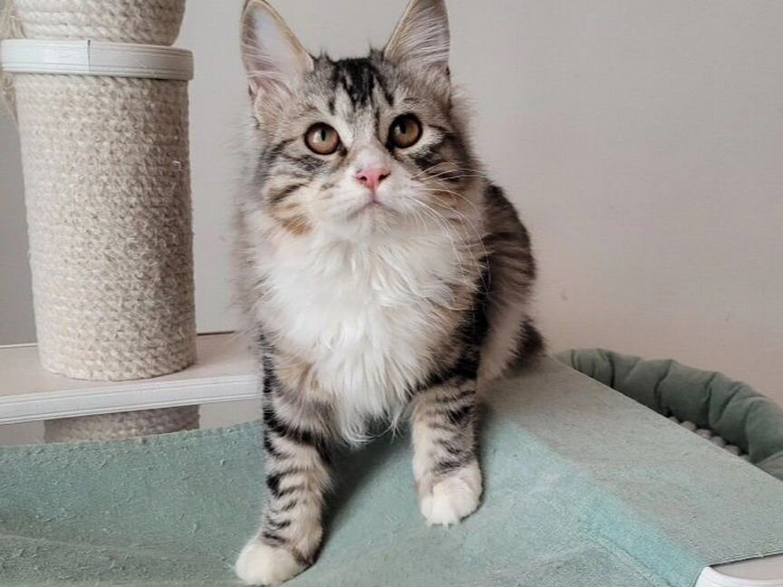 Курильский бобтейл Кашемир