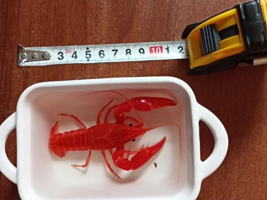 Флоридские раки