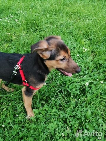 Спасите щенка Пусю