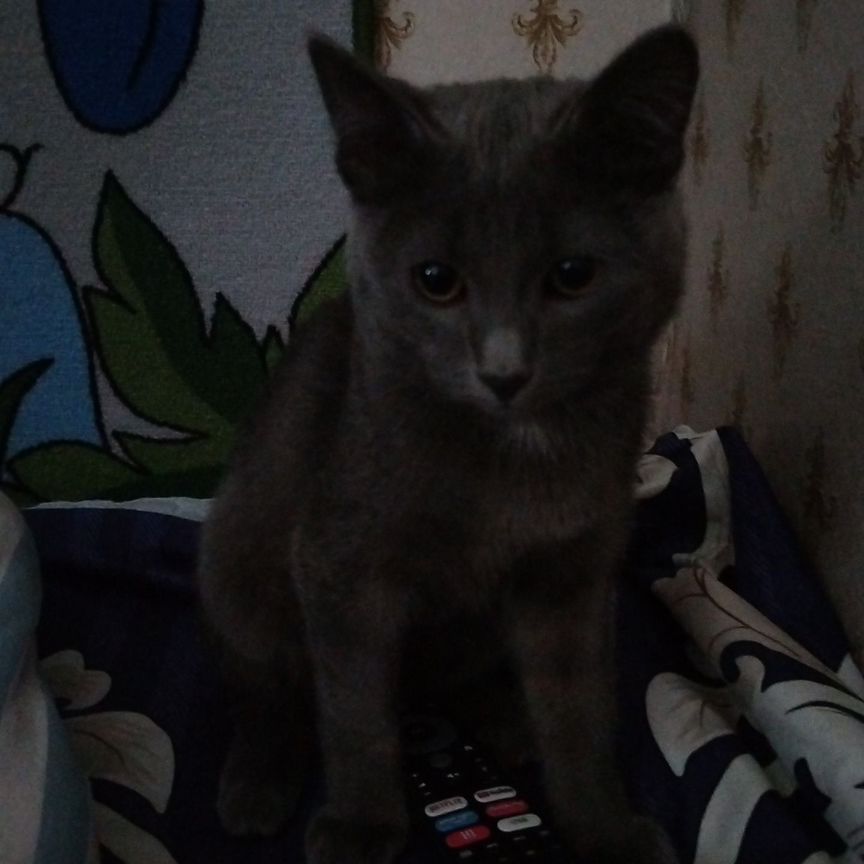 Британец котёнок