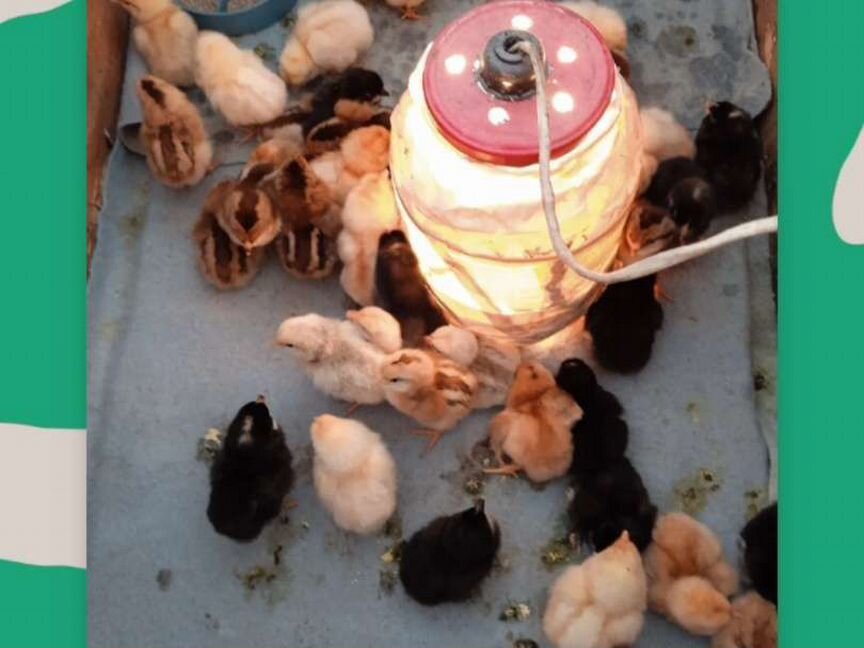 Цыплята домашние 10 дневные