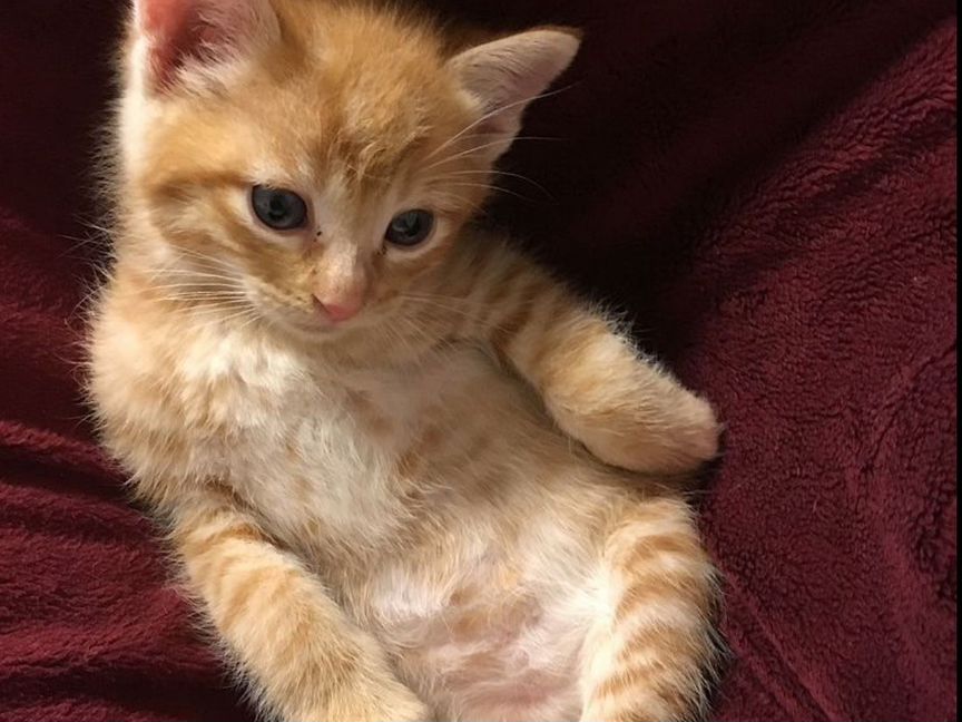 Рыженький Котенок-мальчик, 1 месяц