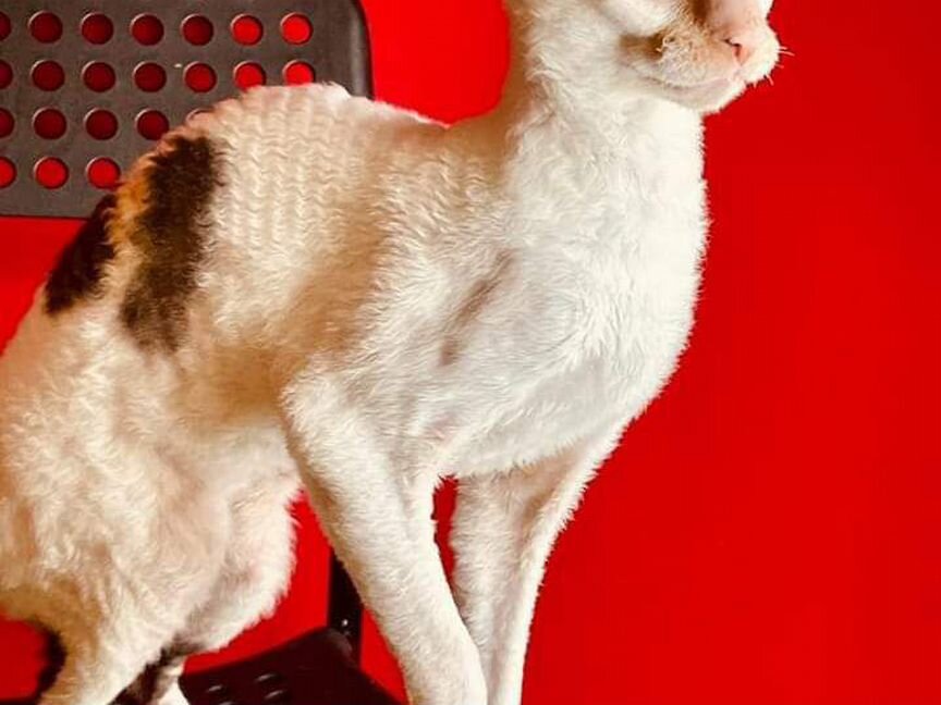 Кошечка корниш рекс