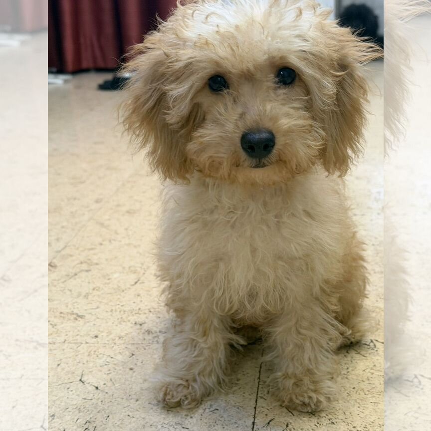 Той-пудель, щенок