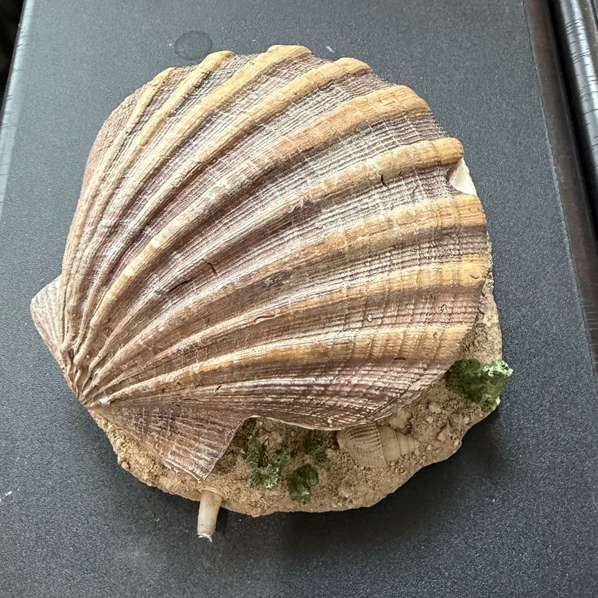 Декор для аквариума. Фигурки. Растения