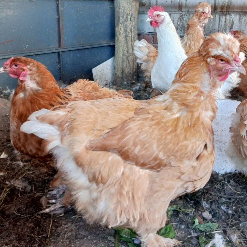 Куры на мясо