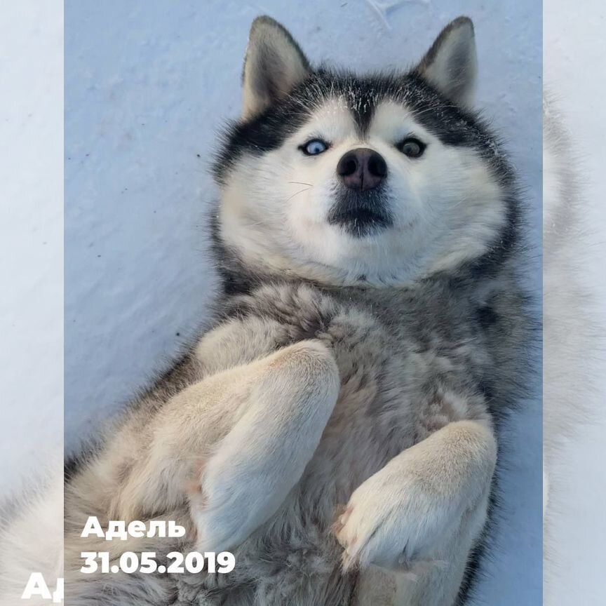 Сибирский хаски, взрослая собака