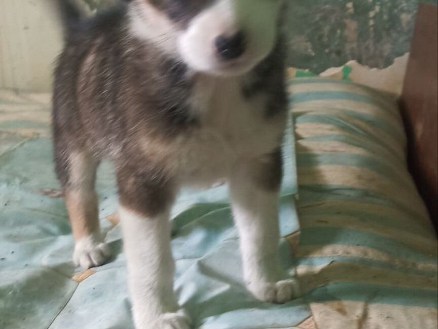 Отдам щеночка в добрые ручки