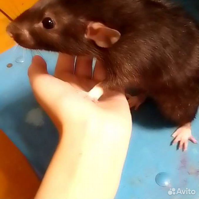 Декоративная крыса