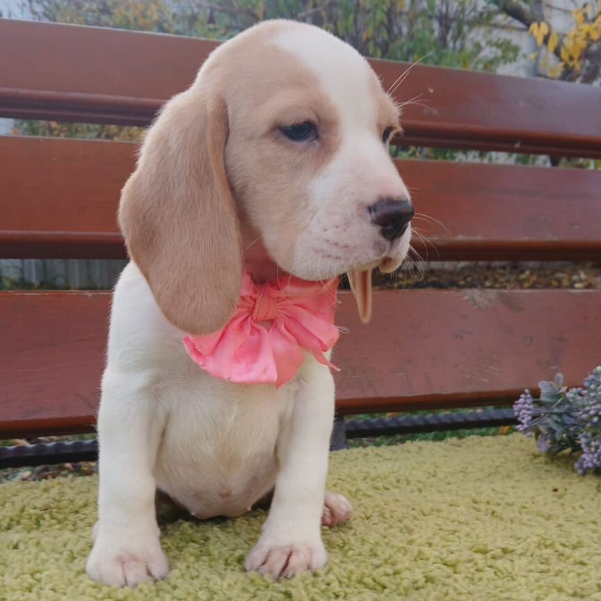 Бигль, щенок