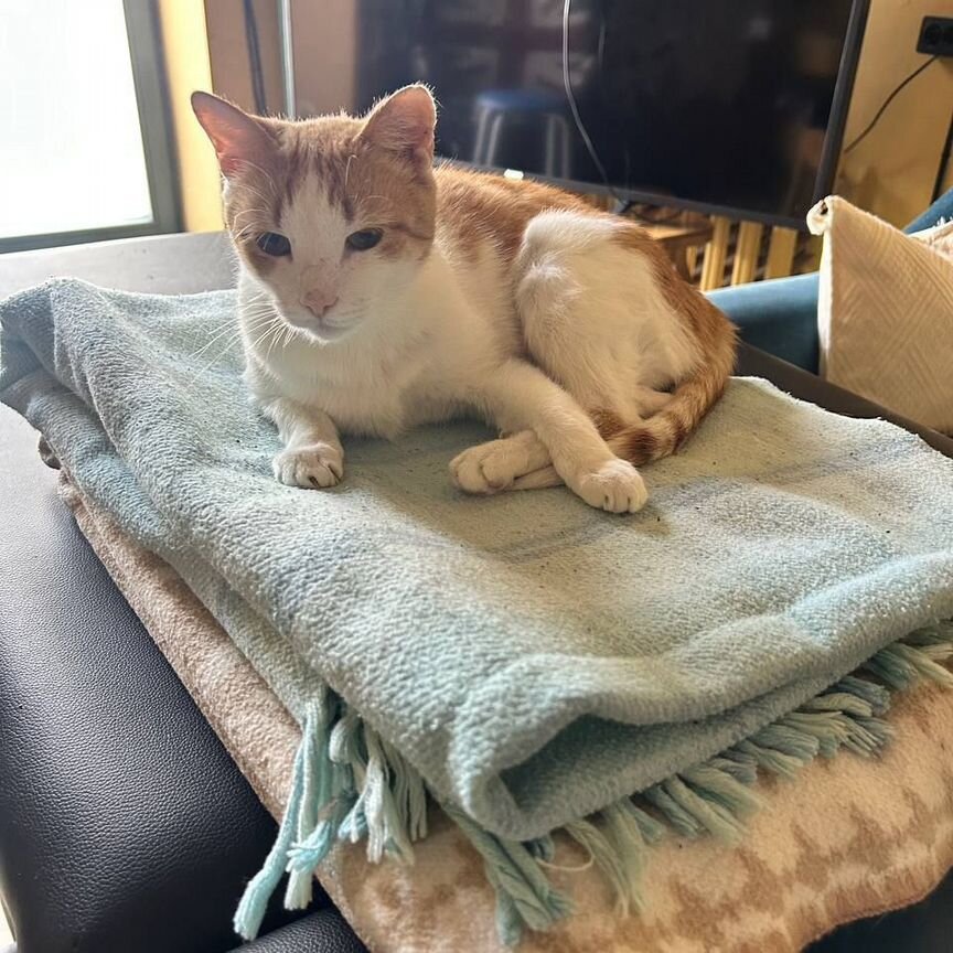 Самая обычная кошечка, которую никто не берет