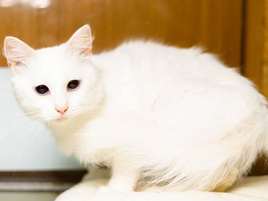 Белоснежная красавица из приюта в добрые руки