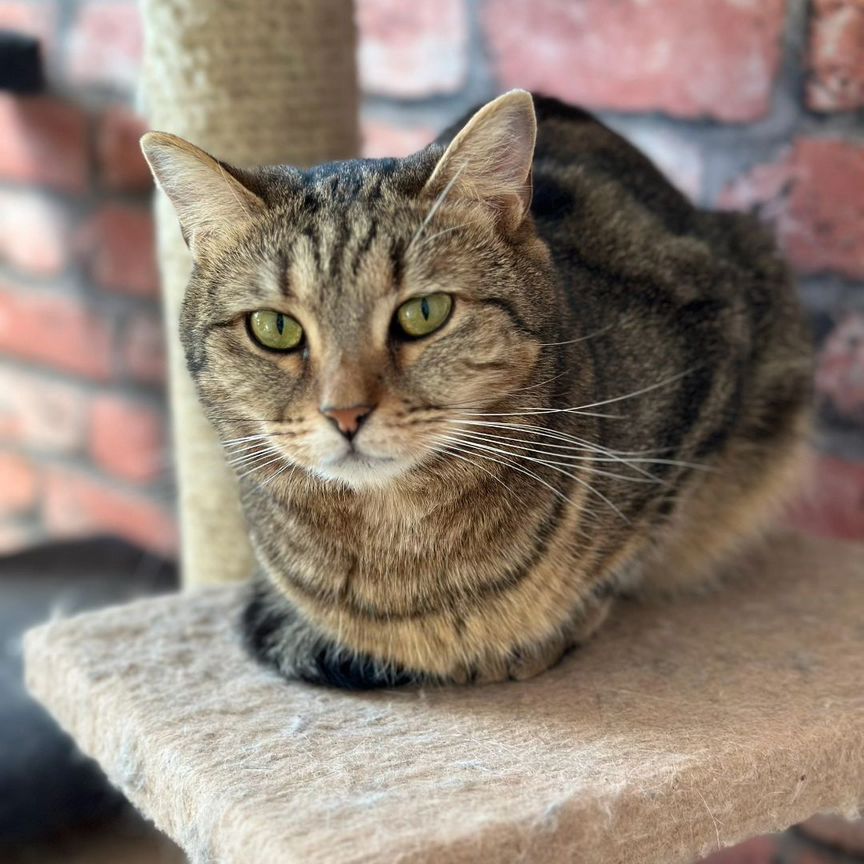 Очаровательная кошка Сэми