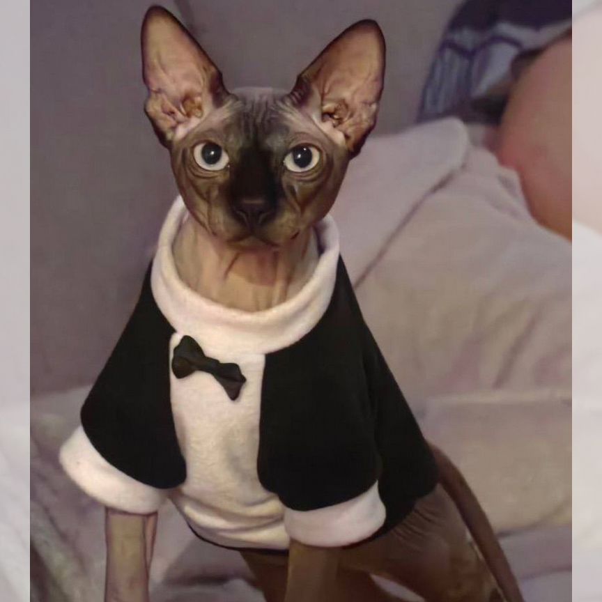 Канадский сфинкс, кот вязка