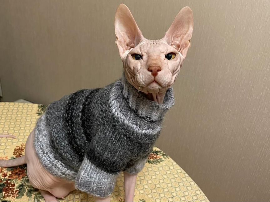 Одежда для кошек