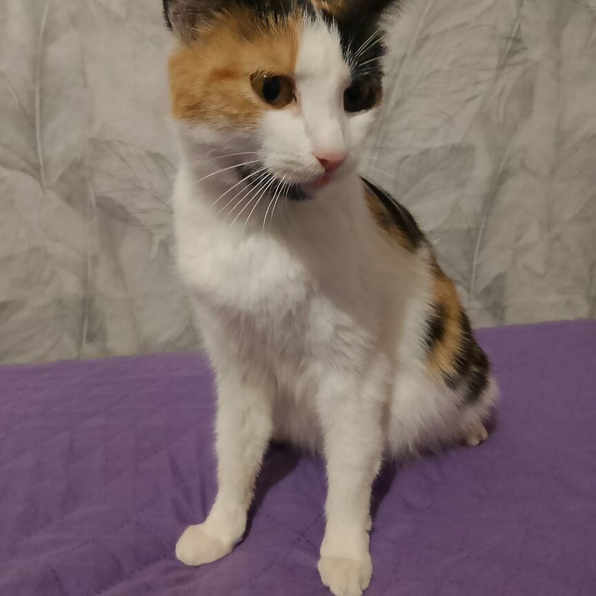 Отдам кошку в добрые руки 2 года по кличке муся