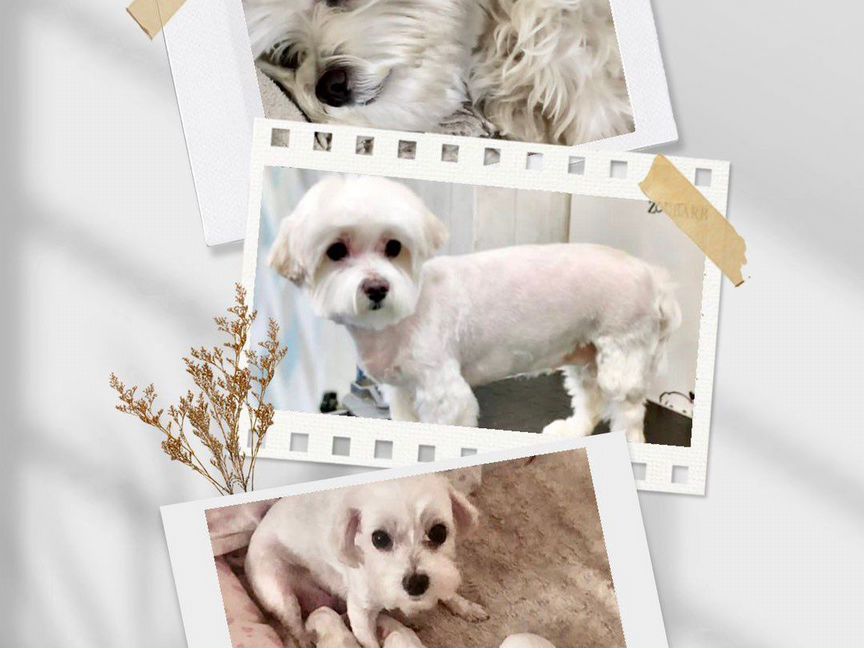 Собака мальтезе