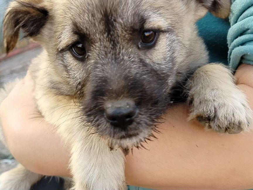 Собака в добрые руки отдам бесплатно