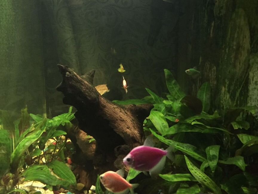 Продается аквариум.120л. С рыбками и растениями