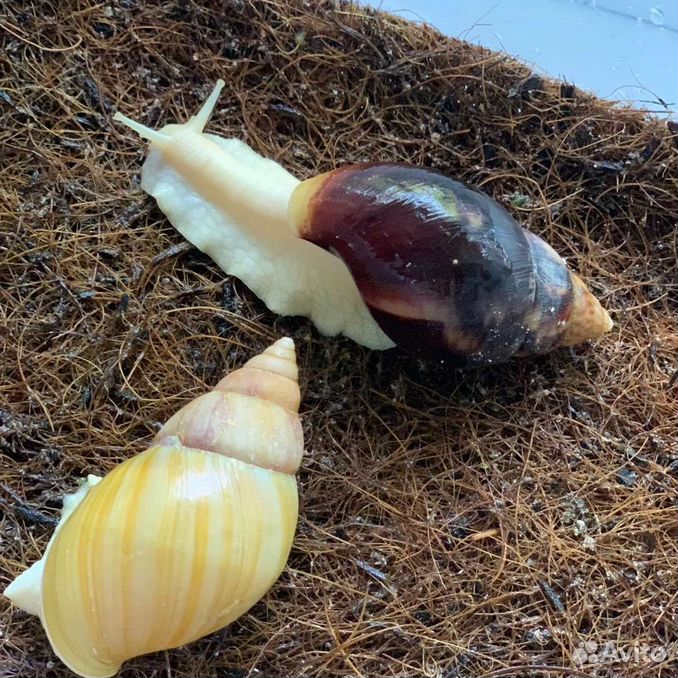 Улитки ахатины бесплатно