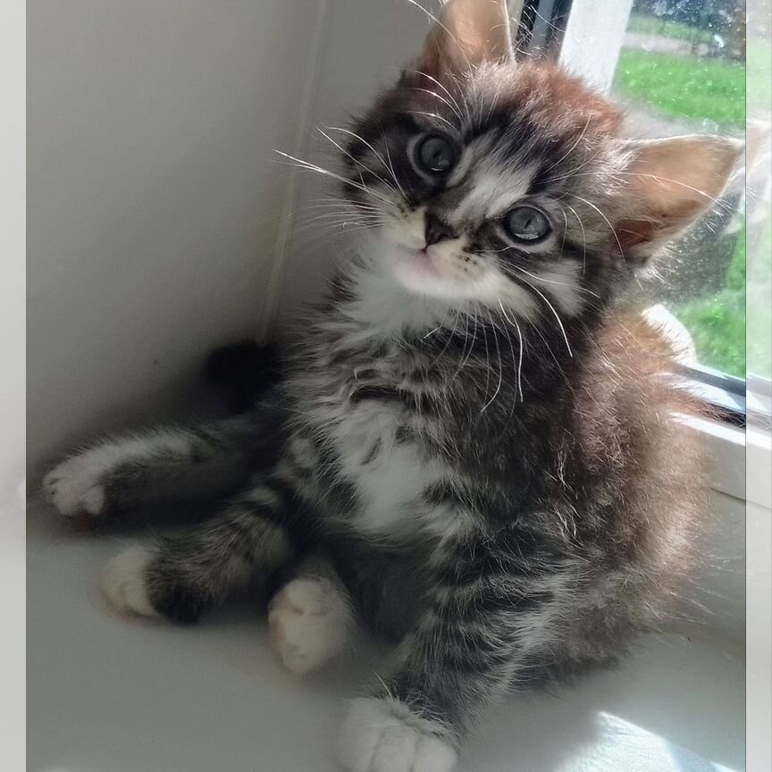 Сибирский мальчик