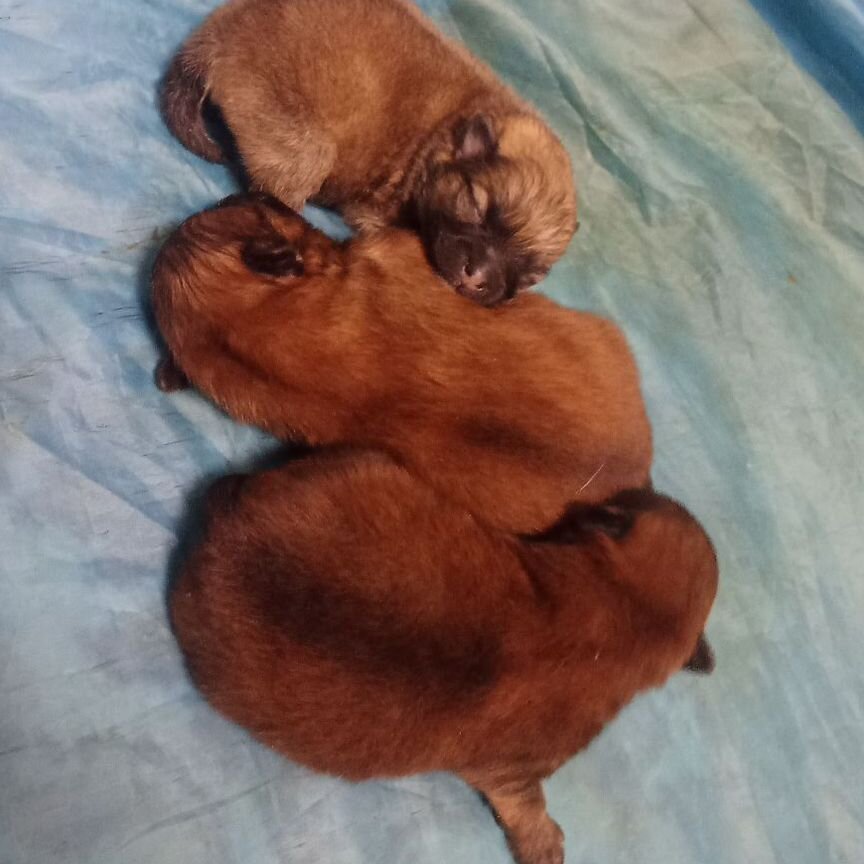 Немецкий шпиц, щенок