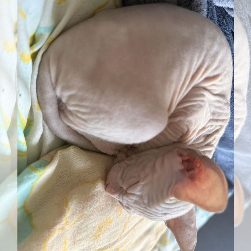 Донской сфинкс котёнок