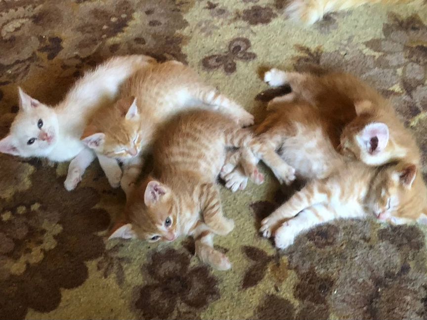 Рыжие котята - к счастью в доме
