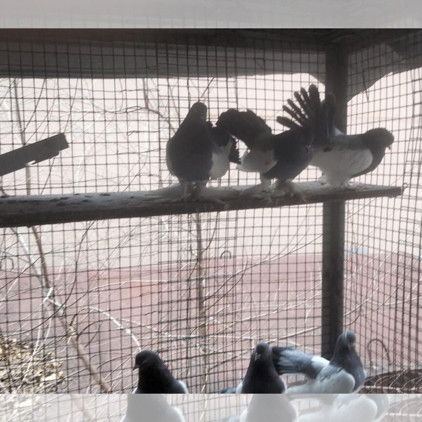 Продажа голубей