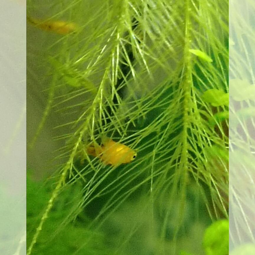 Мальки пицилии