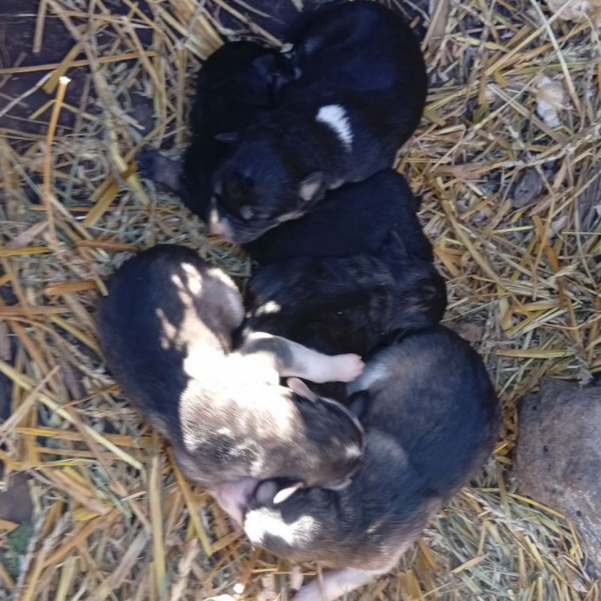 Щенок в добрые руки