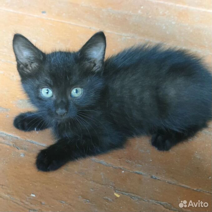 Уголек ищет дом