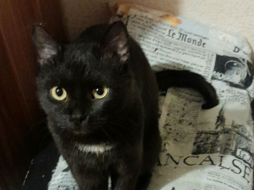 Чёрный котенок мальчик 8 месяцев