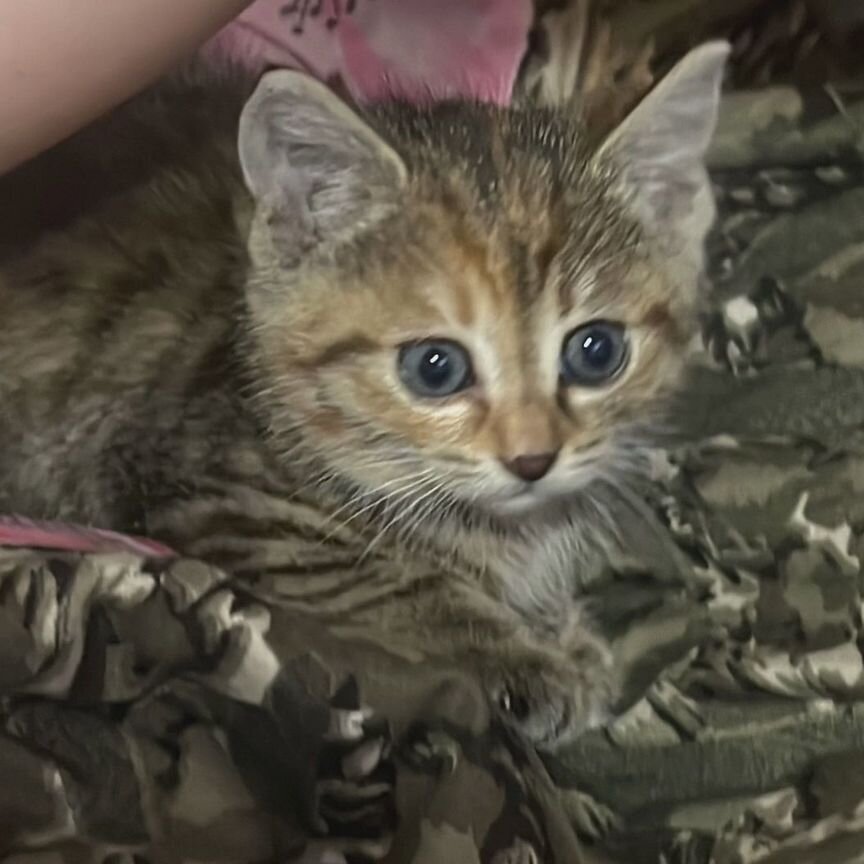 Котёнок девочка