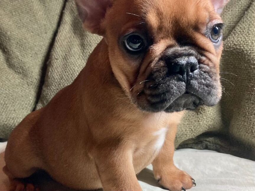 Французские бульдоги мини щенки