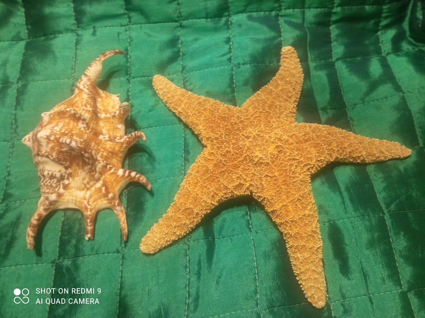 Морская раковина и звезда