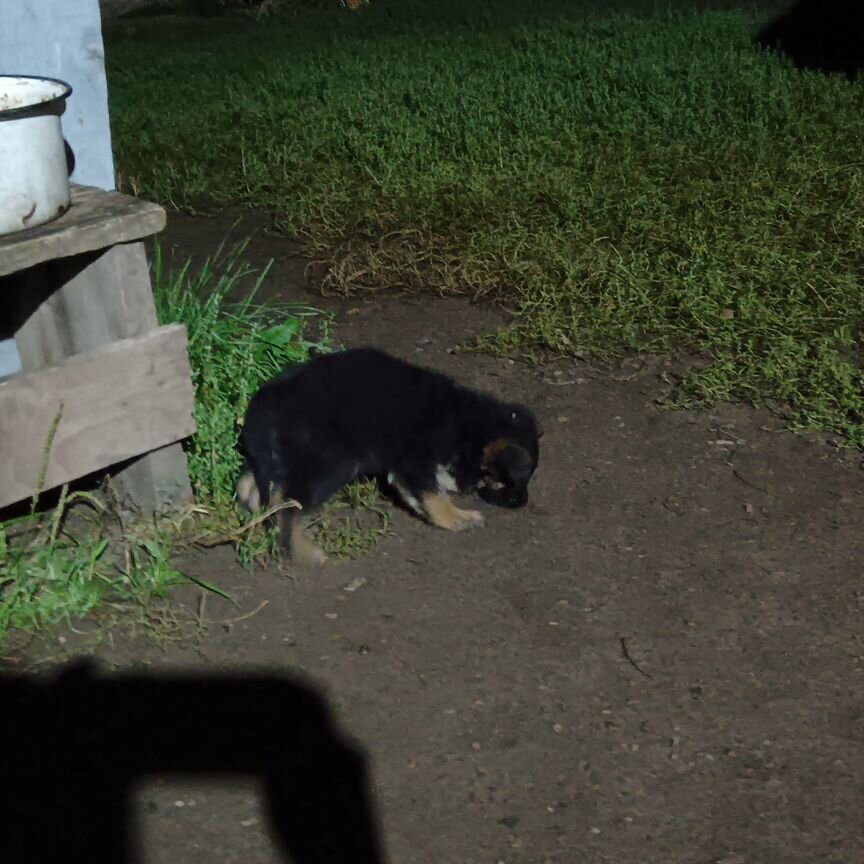 Щенки немецкой овчаки