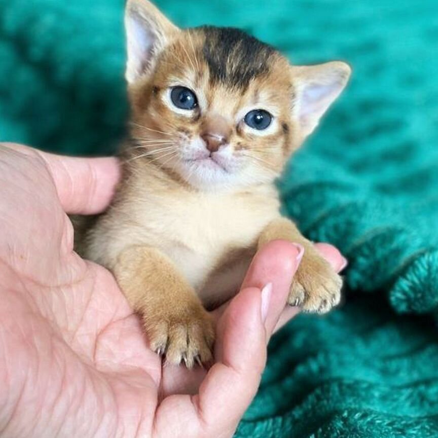 Абиссинский котёнок