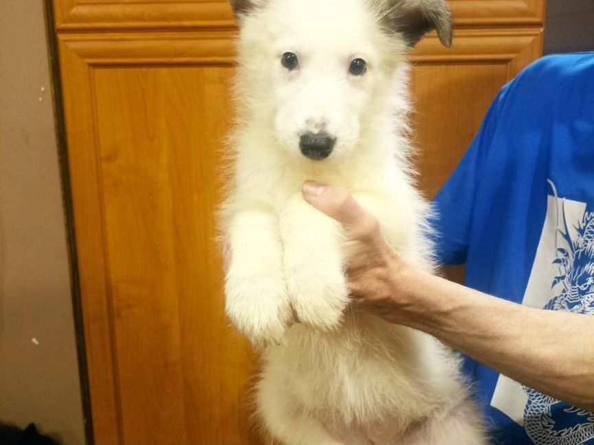 Щенок- Облачко с глазками