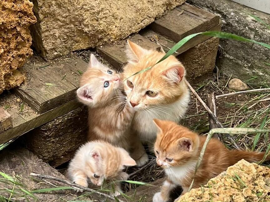 Рыжий котёнок