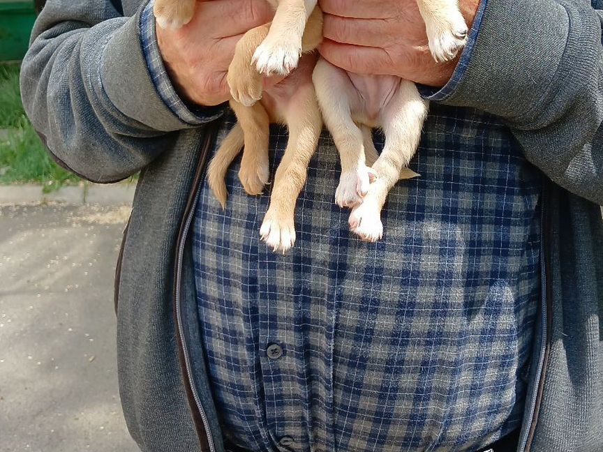 Чихотойчики