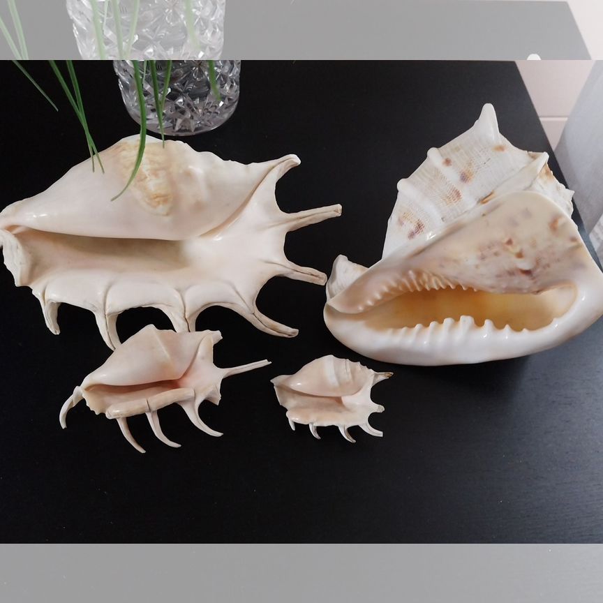 Морские ракушки раковины разные