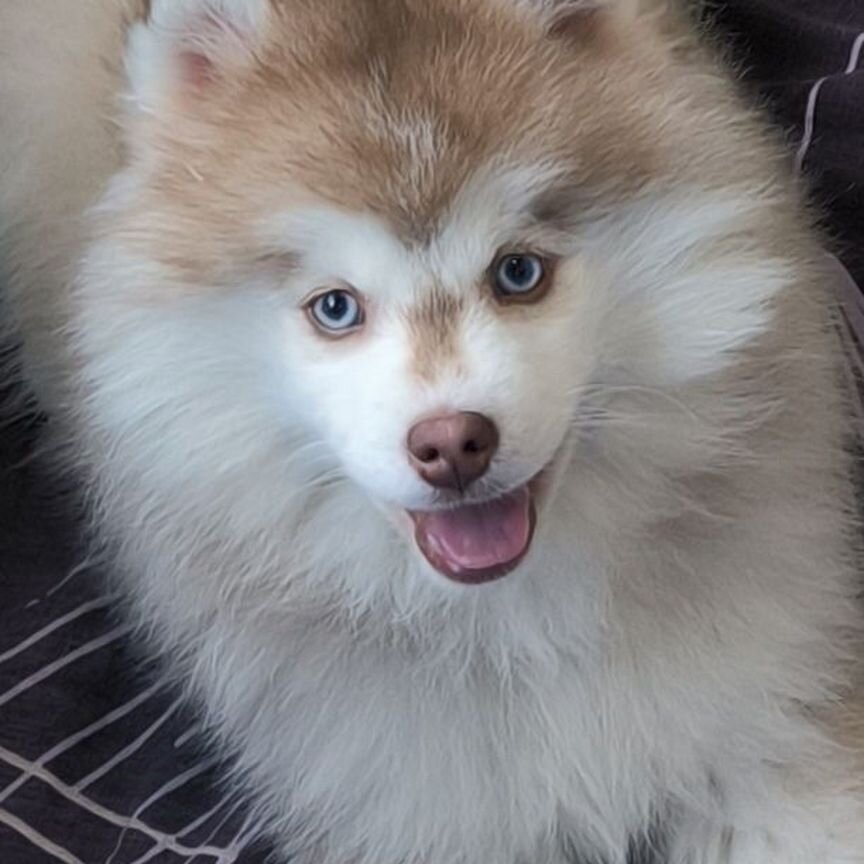 Помски шоколадный мальчик