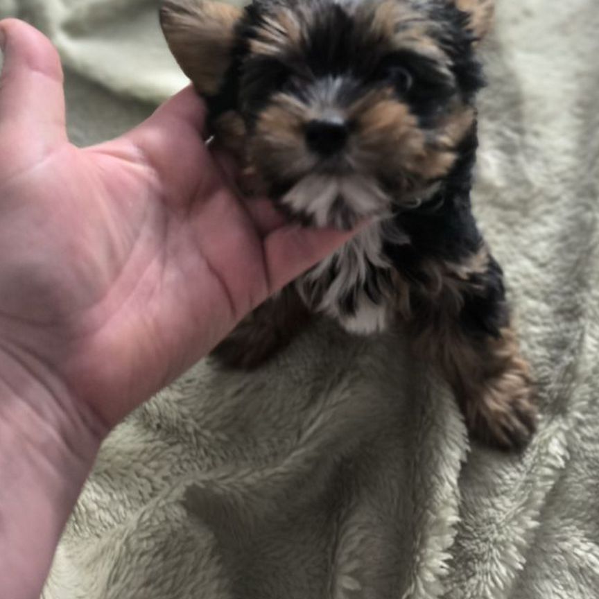 Бивер-йоркширский терьер, щенок