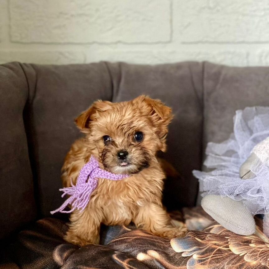 Русская салонная щенки